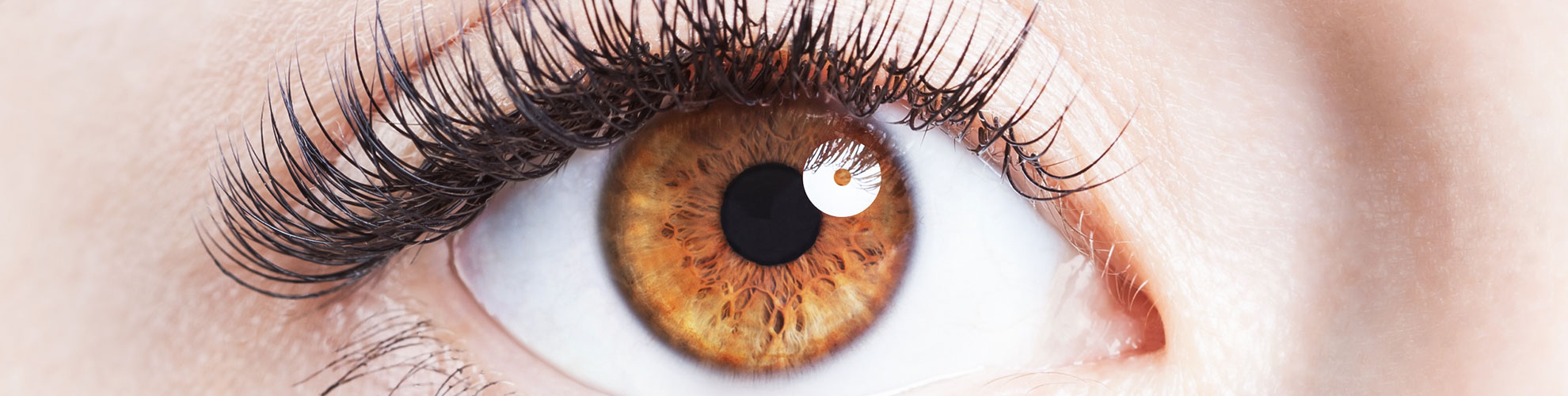 Introduction to the Eye - Taylor & Murphy Optical